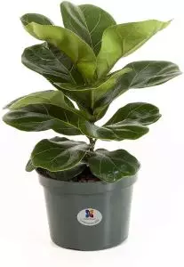 најбоље биљке које можете купити на амазонском смоквином листу