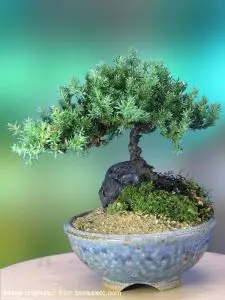 cây cảnh tốt nhất bạn có thể mua trên Amazon bonsai