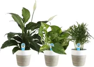 tumbuhan terbaik yang boleh anda beli di Amazon udara bersih