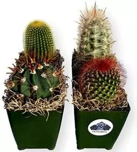 zavamaniry tsara indrindra azonao vidiana amin'ny cactus Amazon