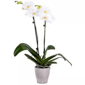 bedste planter du kan købe på Amazon orkidé