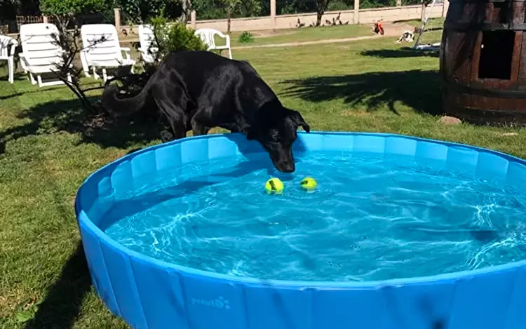 Te odporne na łapy baseny dla psów zapewniają zwierzętom chłód i rozrywkę w letnim upale