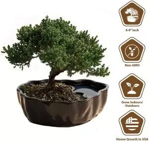 Tunanin Zen Juniper Bonsai