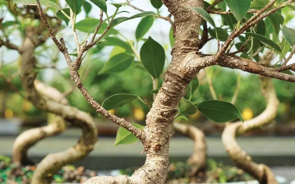 coed bonsai gorau