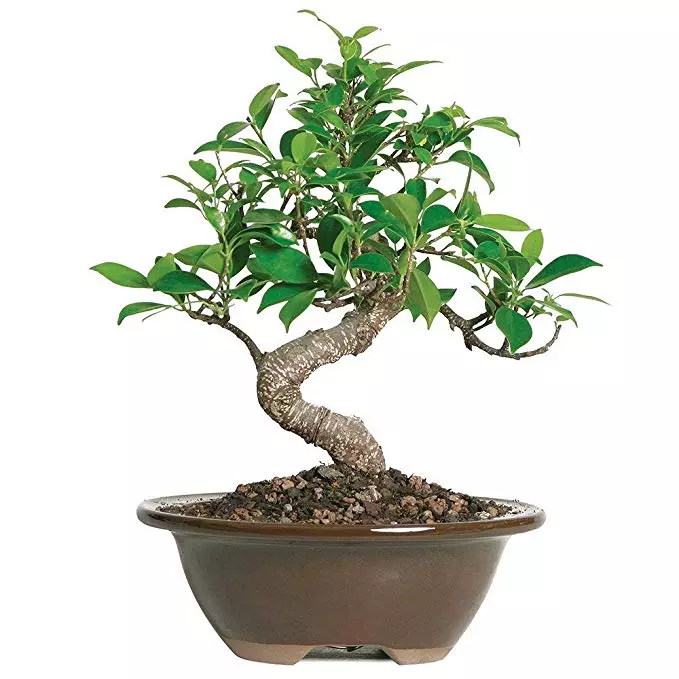 Bonsai Tree Բրյուսելի Բոնսաի