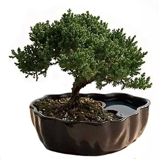 bonsai ağacı 9Yeşil Kutu