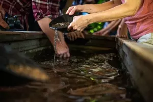 Panning Gold Sacramento Chevy