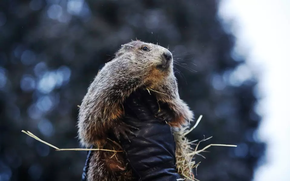 Groundhog Day 2019 vokatra