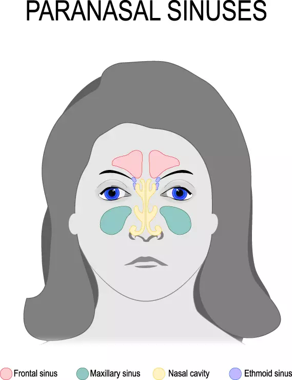 Sinus bo'shliqlari diagrammasi