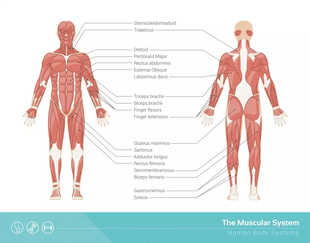 پوئتي لاء dumbbell مشق